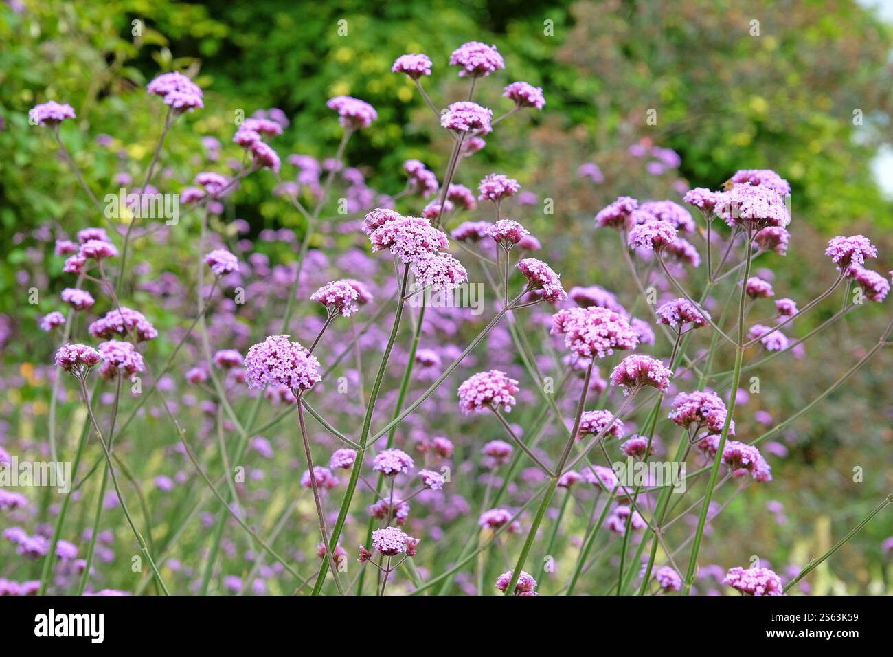 Lilac purple Verbena bonariensis, also known as purple top vervain ...
