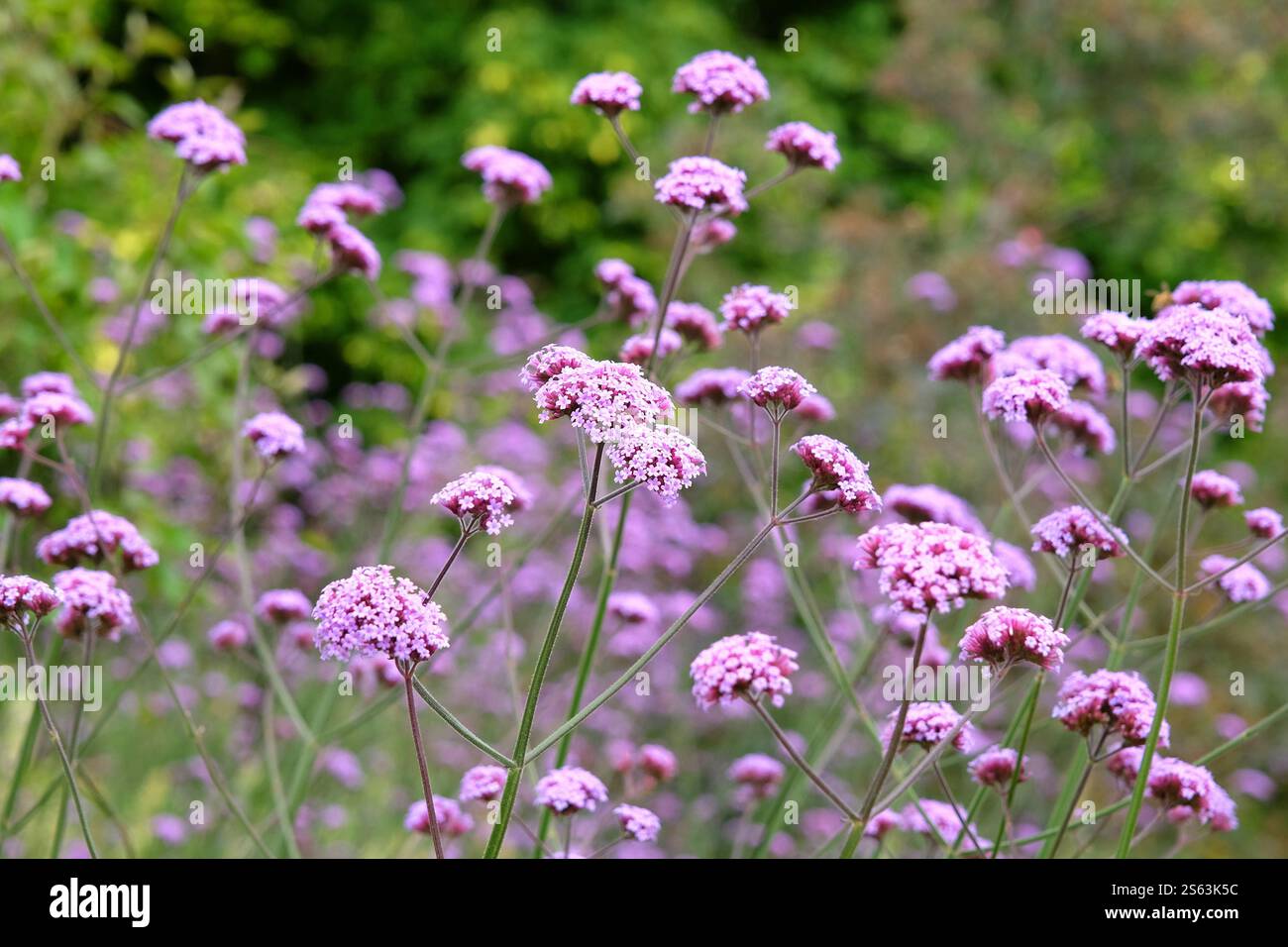 Lilac purple Verbena bonariensis, also known as purple top vervain ...