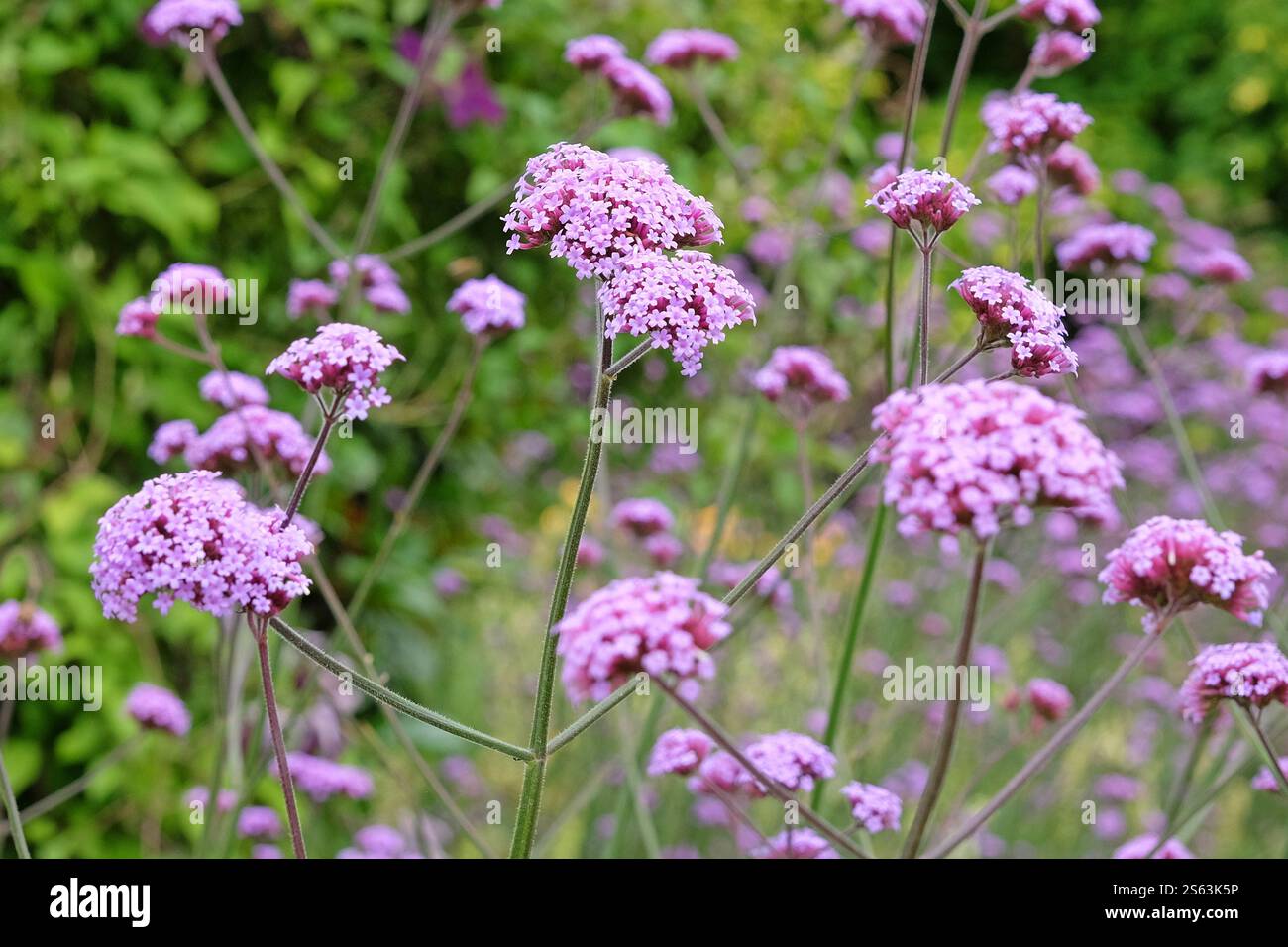 Lilac purple Verbena bonariensis, also known as purple top vervain ...