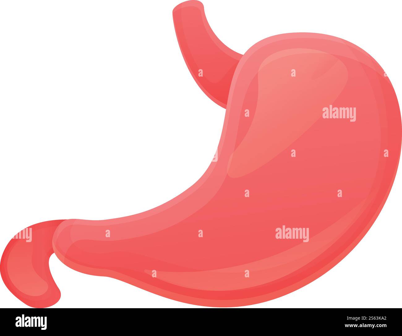 Stomach icon. Cartoon of stomach vector icon for web design isolated on ...