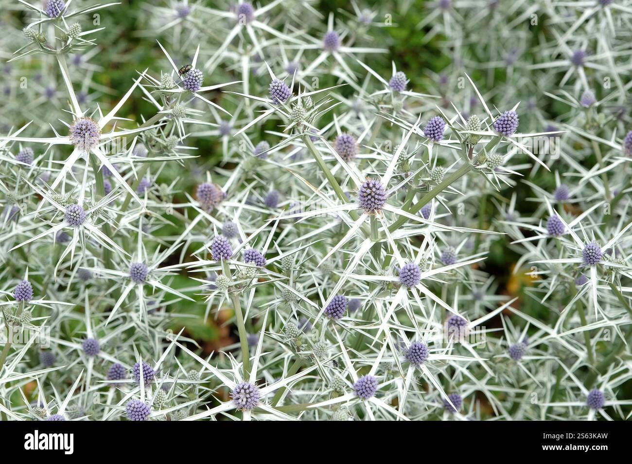 Blue and silver spiked Eryngium variifolium, variable leaved sea holly ...