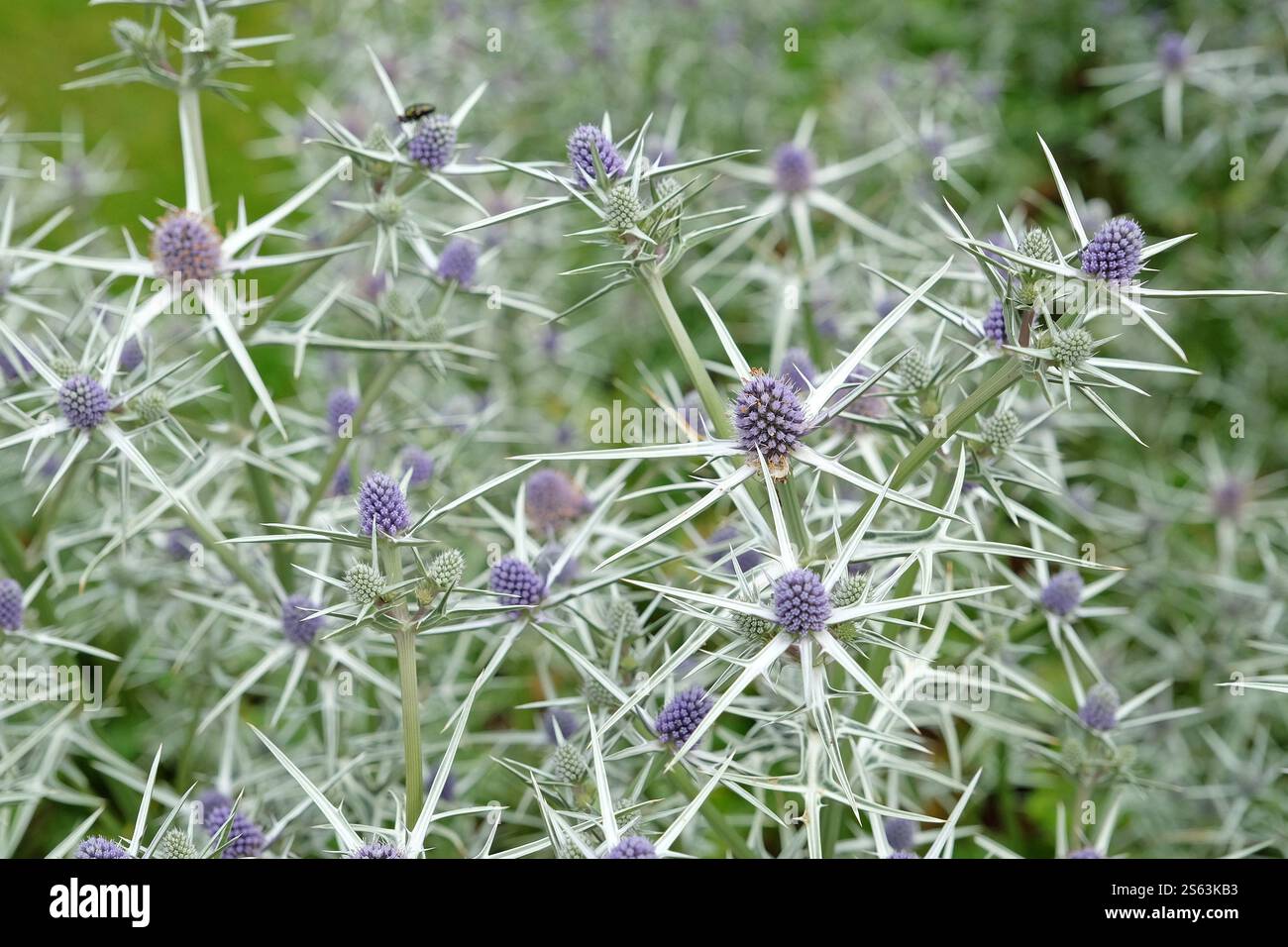 Blue and silver spiked Eryngium variifolium, variable leaved sea holly ...