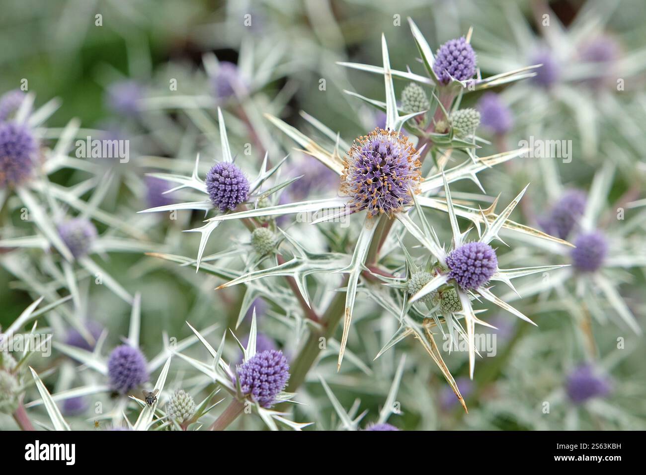 Blue and silver spiked Eryngium variifolium, variable leaved sea holly ...