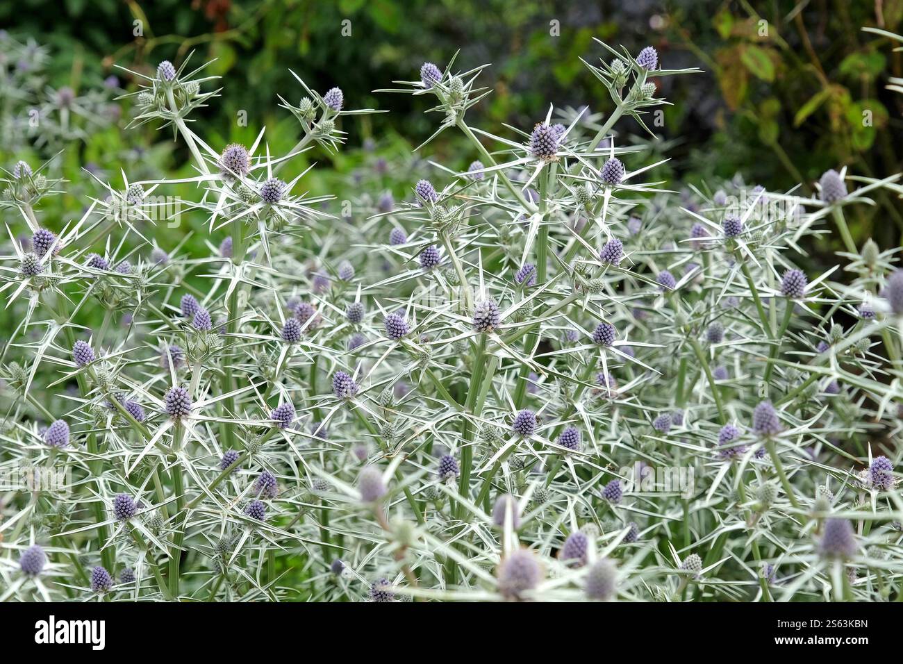 Blue and silver spiked Eryngium variifolium, variable leaved sea holly ...