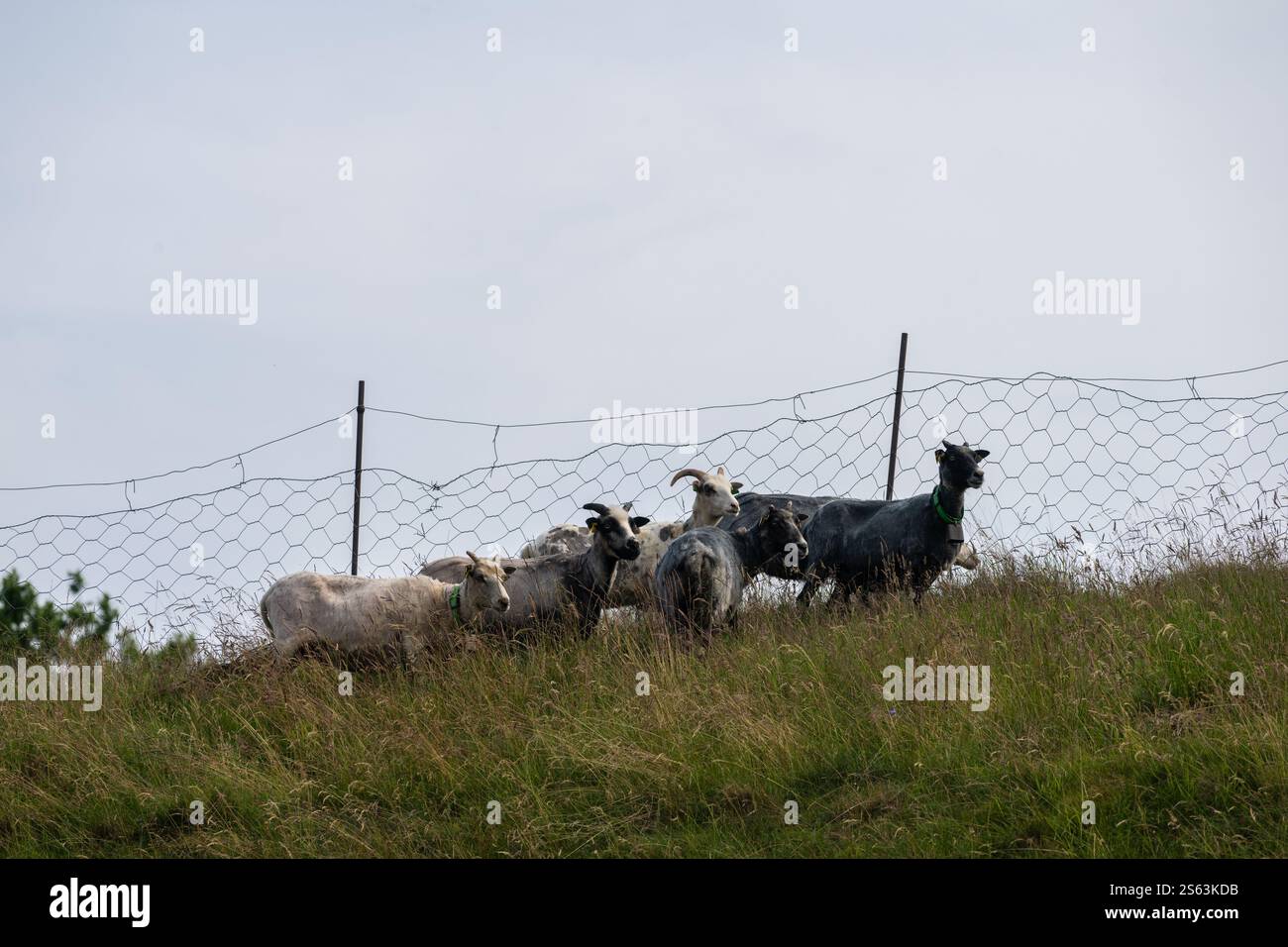 Group mountain goats standing hi-res stock photography and images - Alamy
