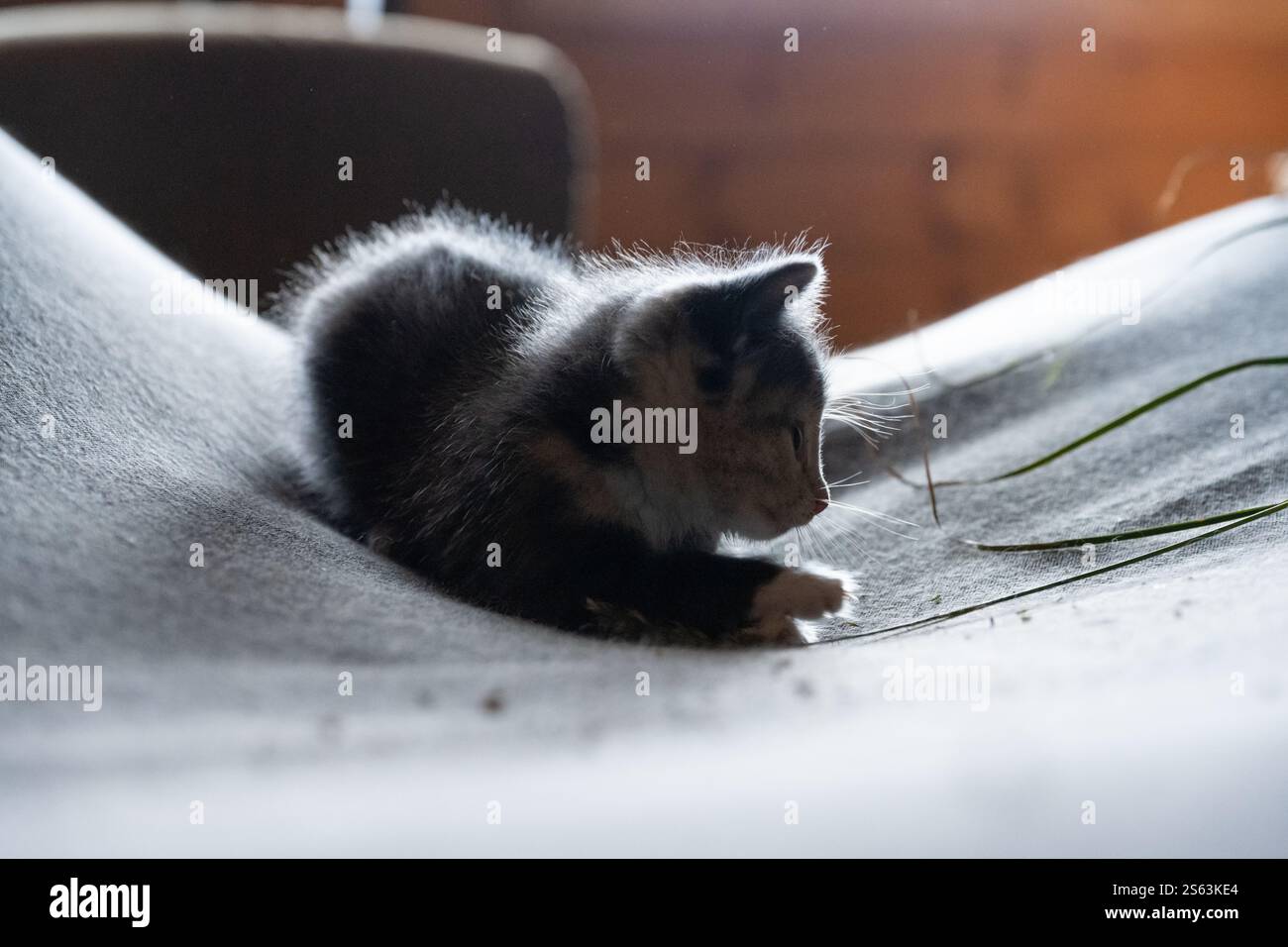 Pretty baby playing in room hi-res stock photography and images - Alamy