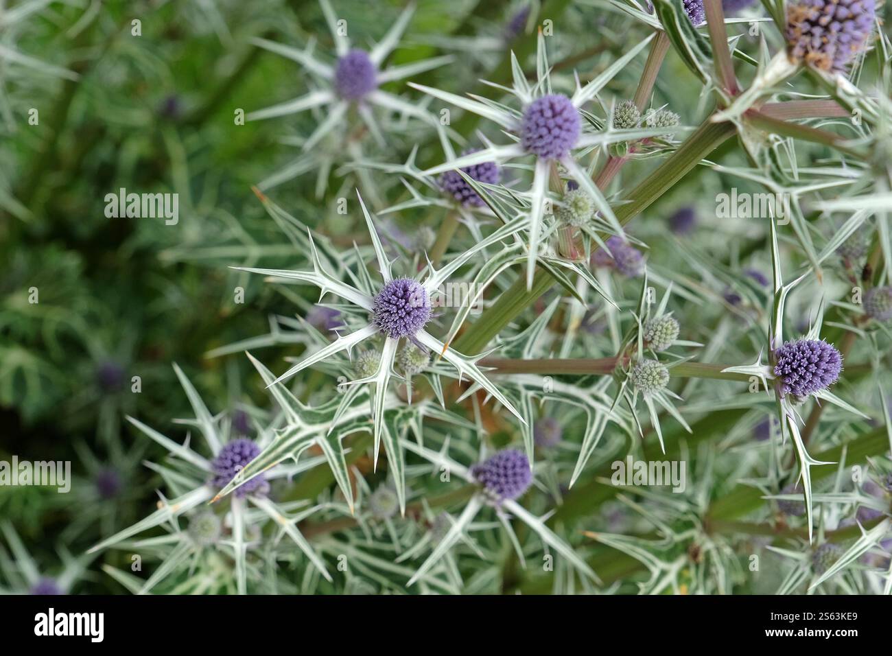 Blue and silver spiked Eryngium variifolium, variable leaved sea holly ...