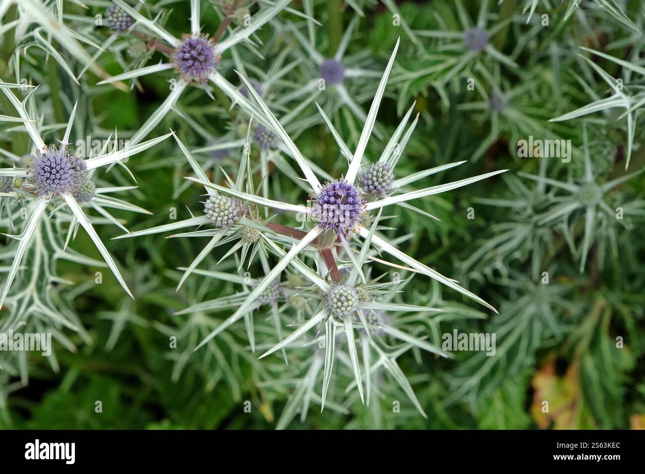 Blue and silver spiked Eryngium variifolium, variable leaved sea holly ...