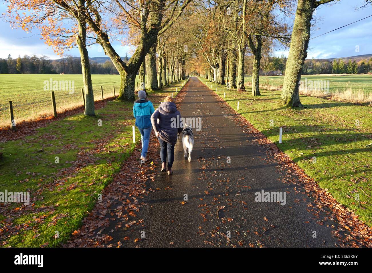 Two women walking digs along long tree lined path in twilight Stock ...