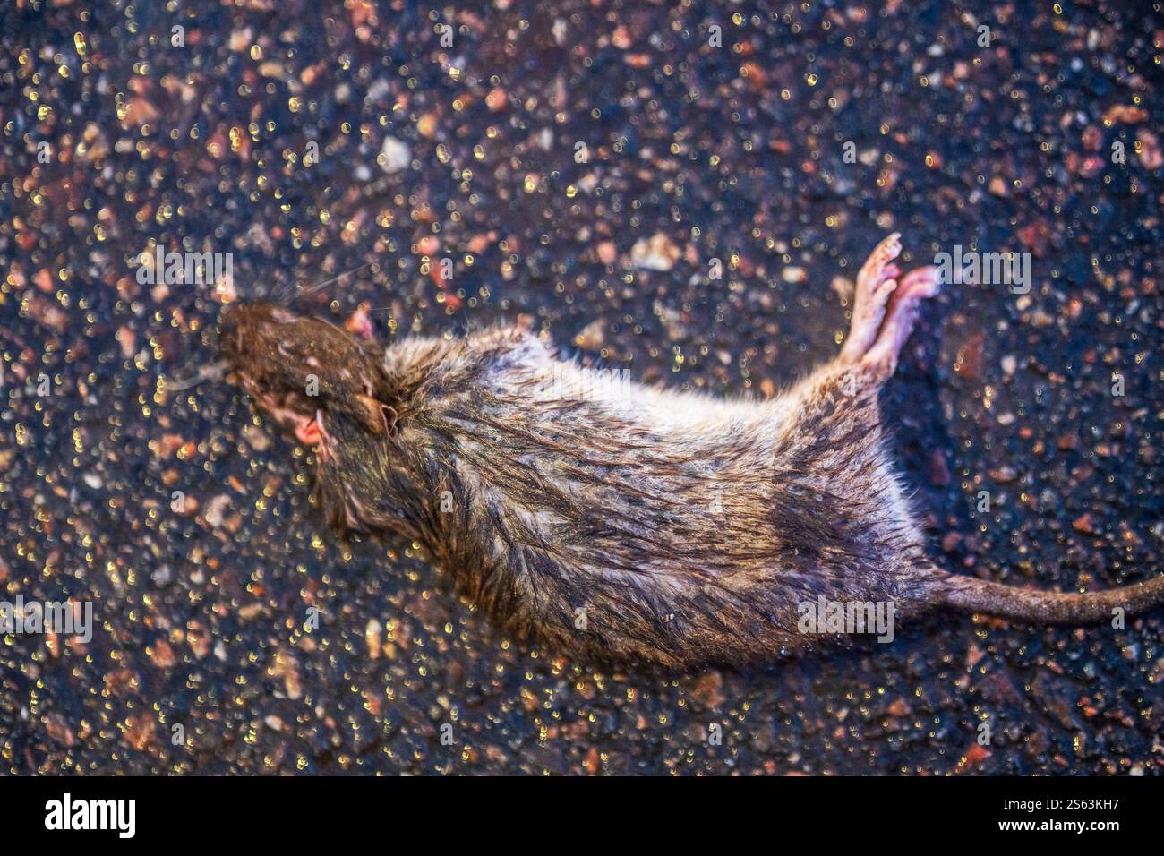 Dead rat on asphalt road Stock Photo - Alamy