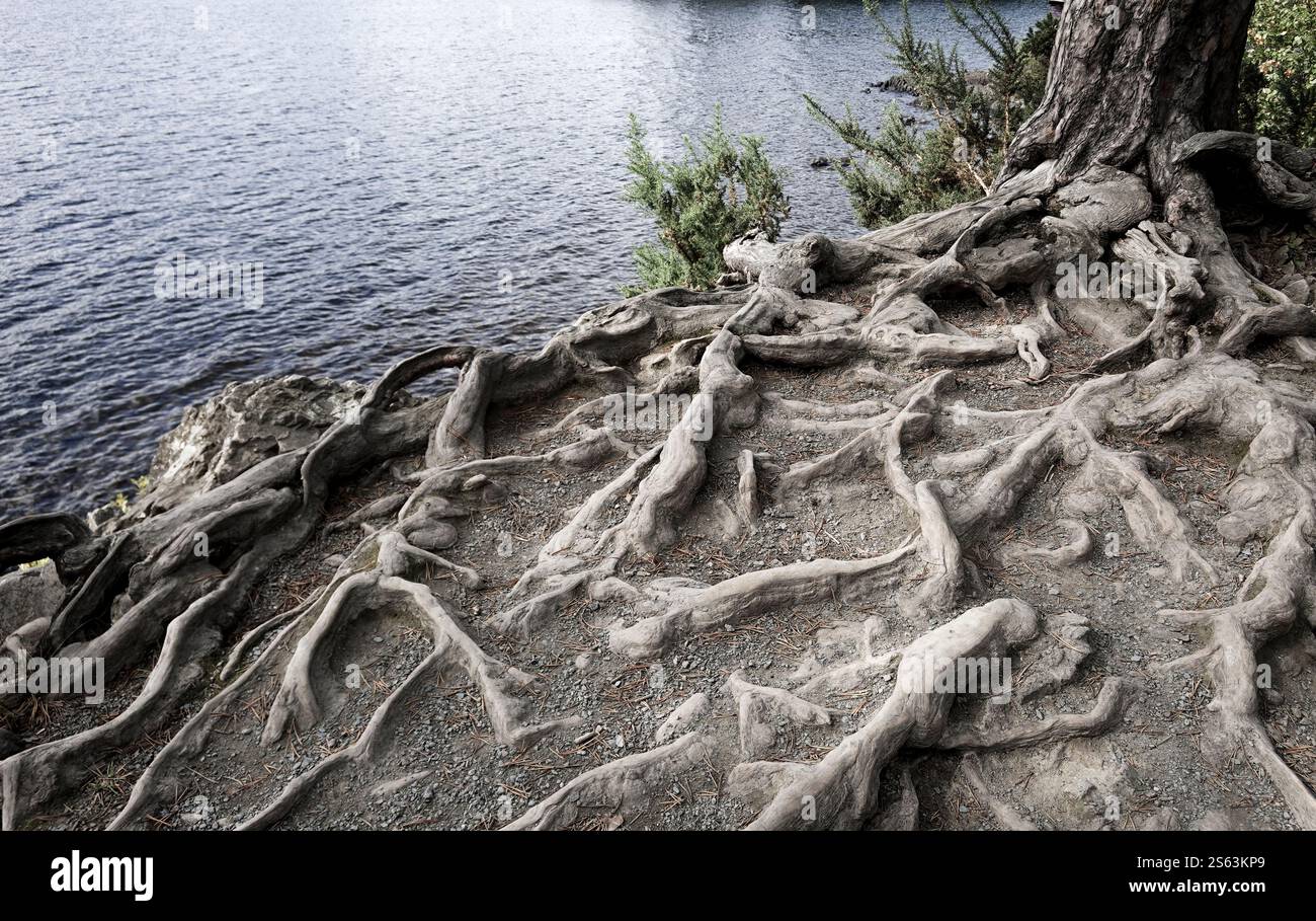 Gnarled tree hi-res stock photography and images - Alamy