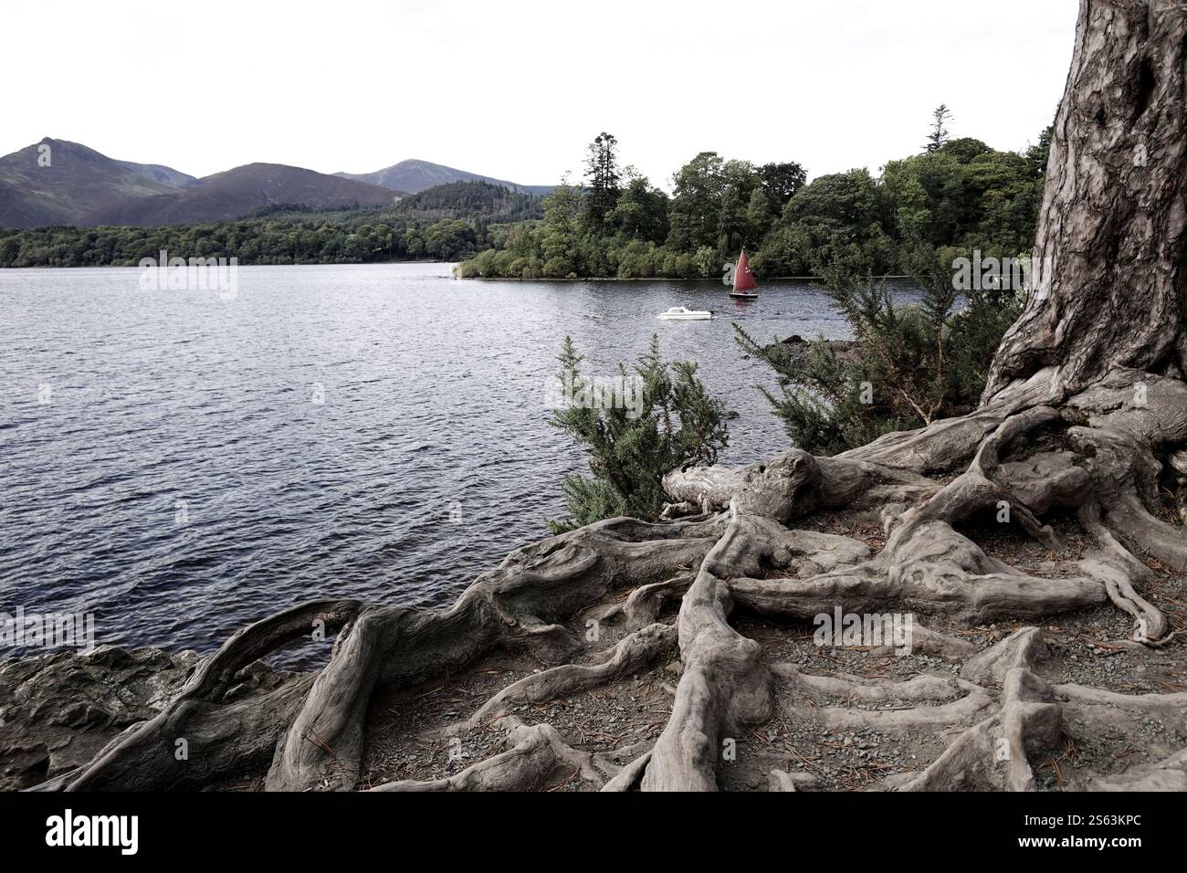 Gnarled tree hi-res stock photography and images - Alamy