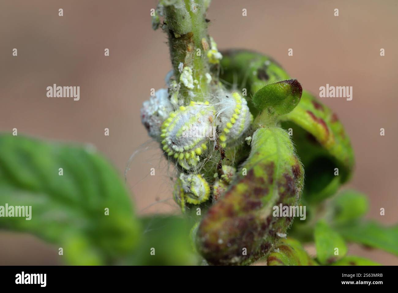 Macro photography of Seychelles scale (Icerya seychellarum) on infested ...