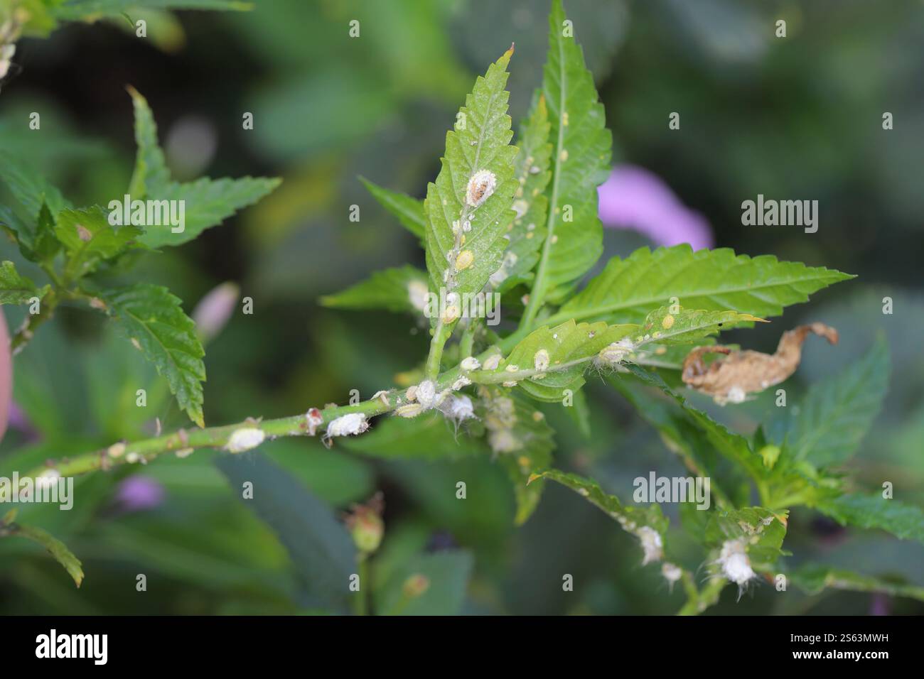 Seychelles scale insect Icerya seychellarum cottony pest insect on ...