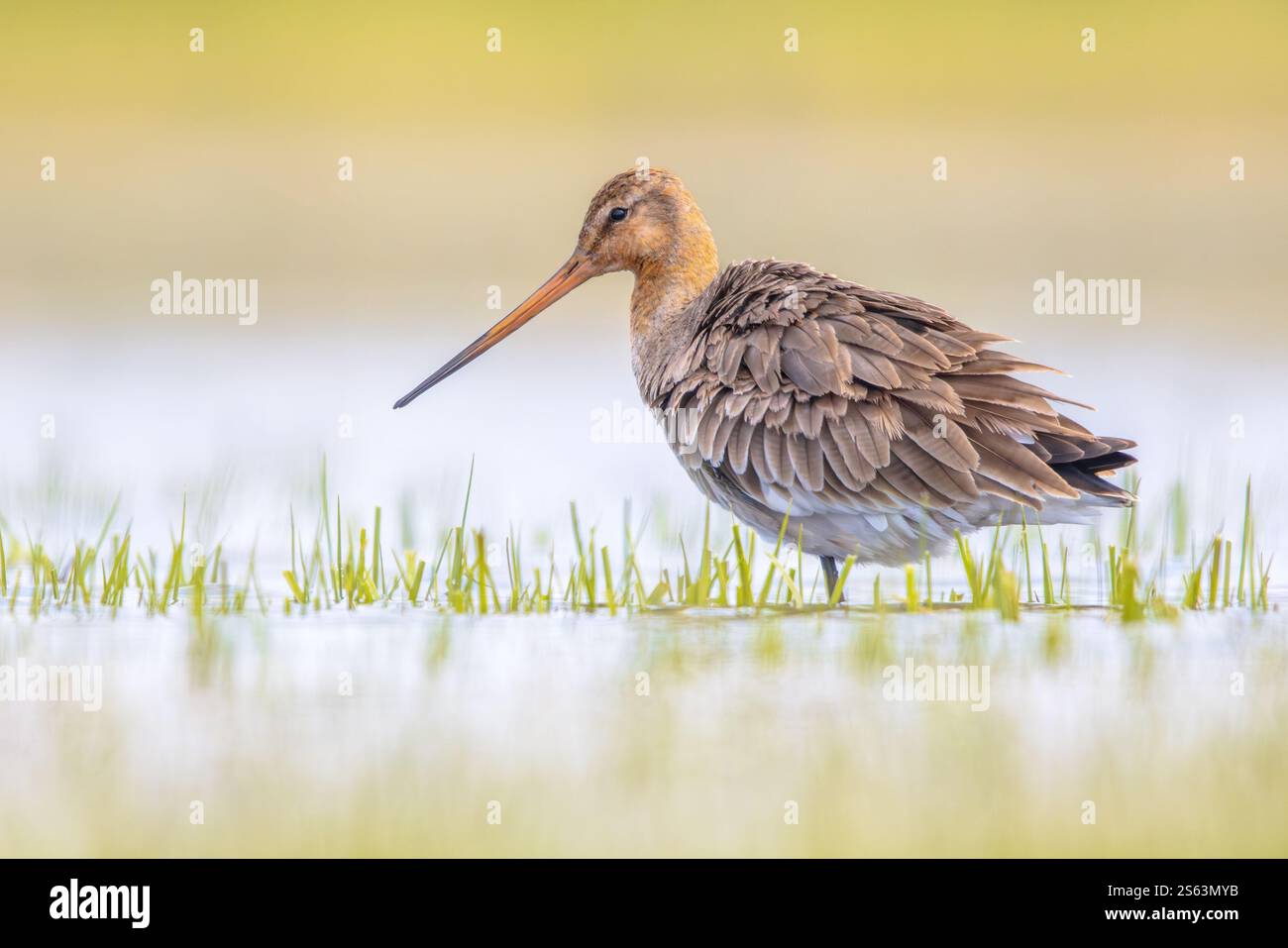 Majestic Black-tailed Godwit (Limosa limosa) wader bird walking and ...