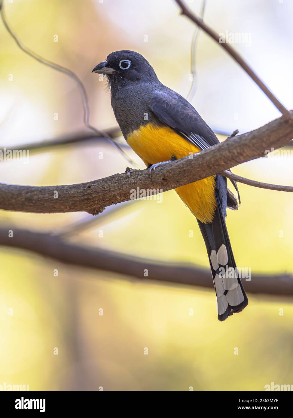 Black headed trogon species bird hi-res stock photography and images ...