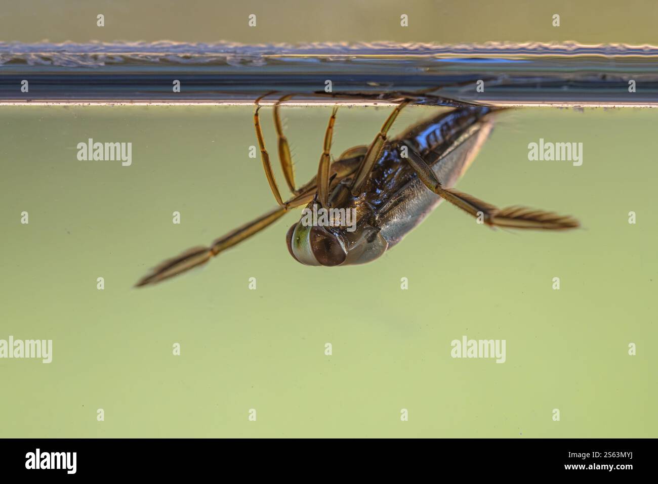 Submersed scene hi-res stock photography and images - Alamy