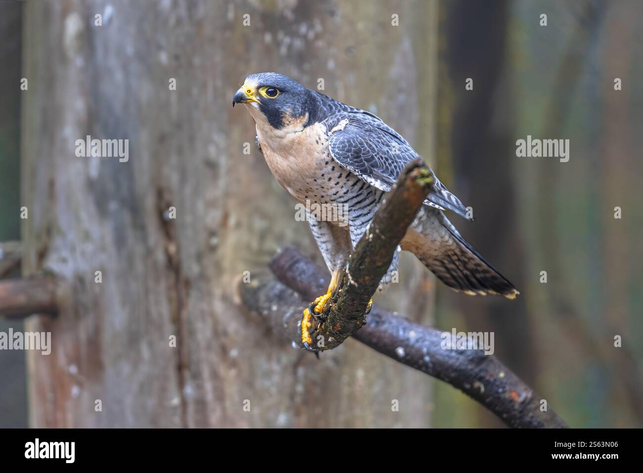 Peregrine falcon (Falco peregrinus) is a cosmopolitan bird of prey ...