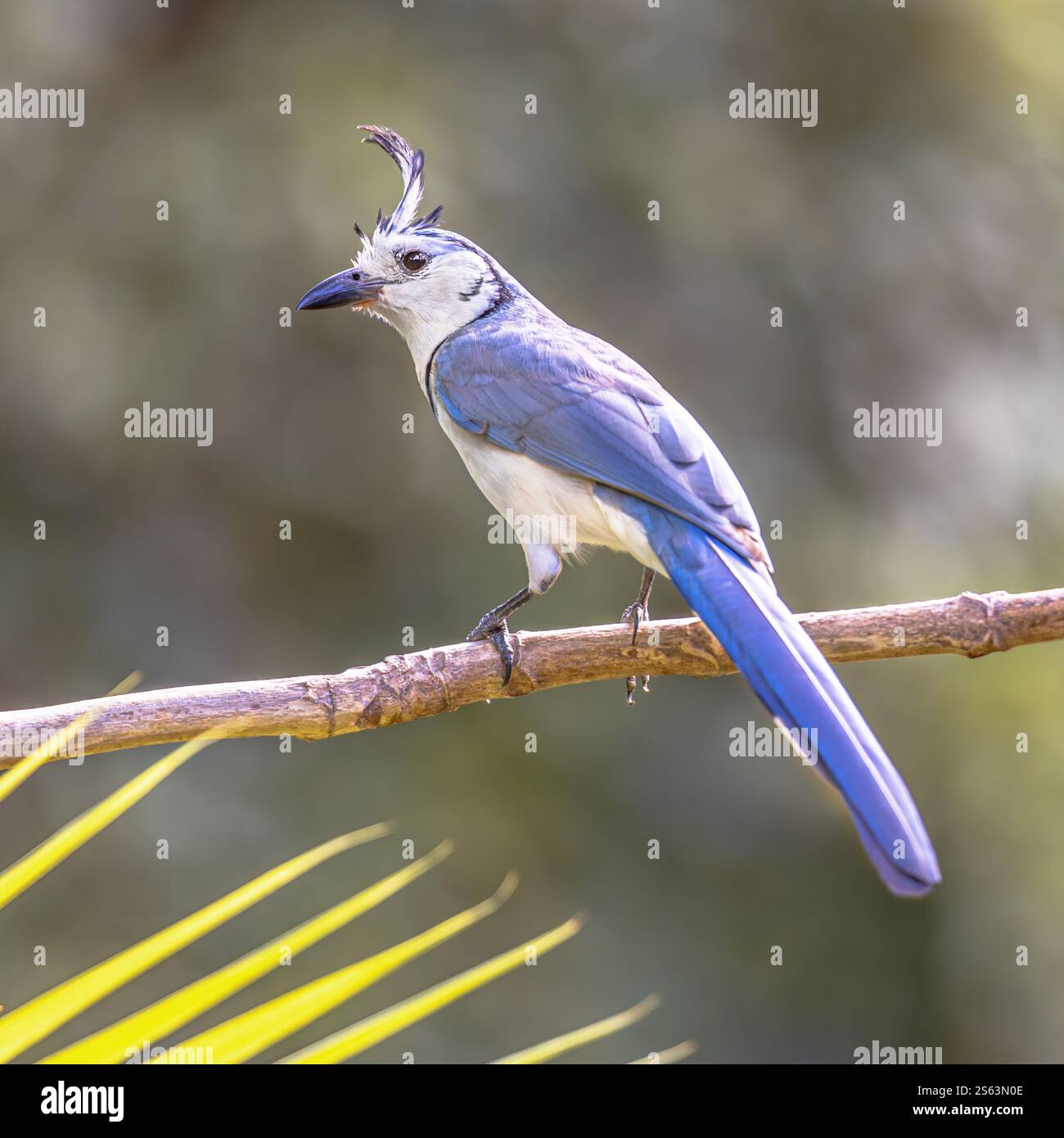 White-throated magpie-jay (Calocitta formosa) is a large Central ...