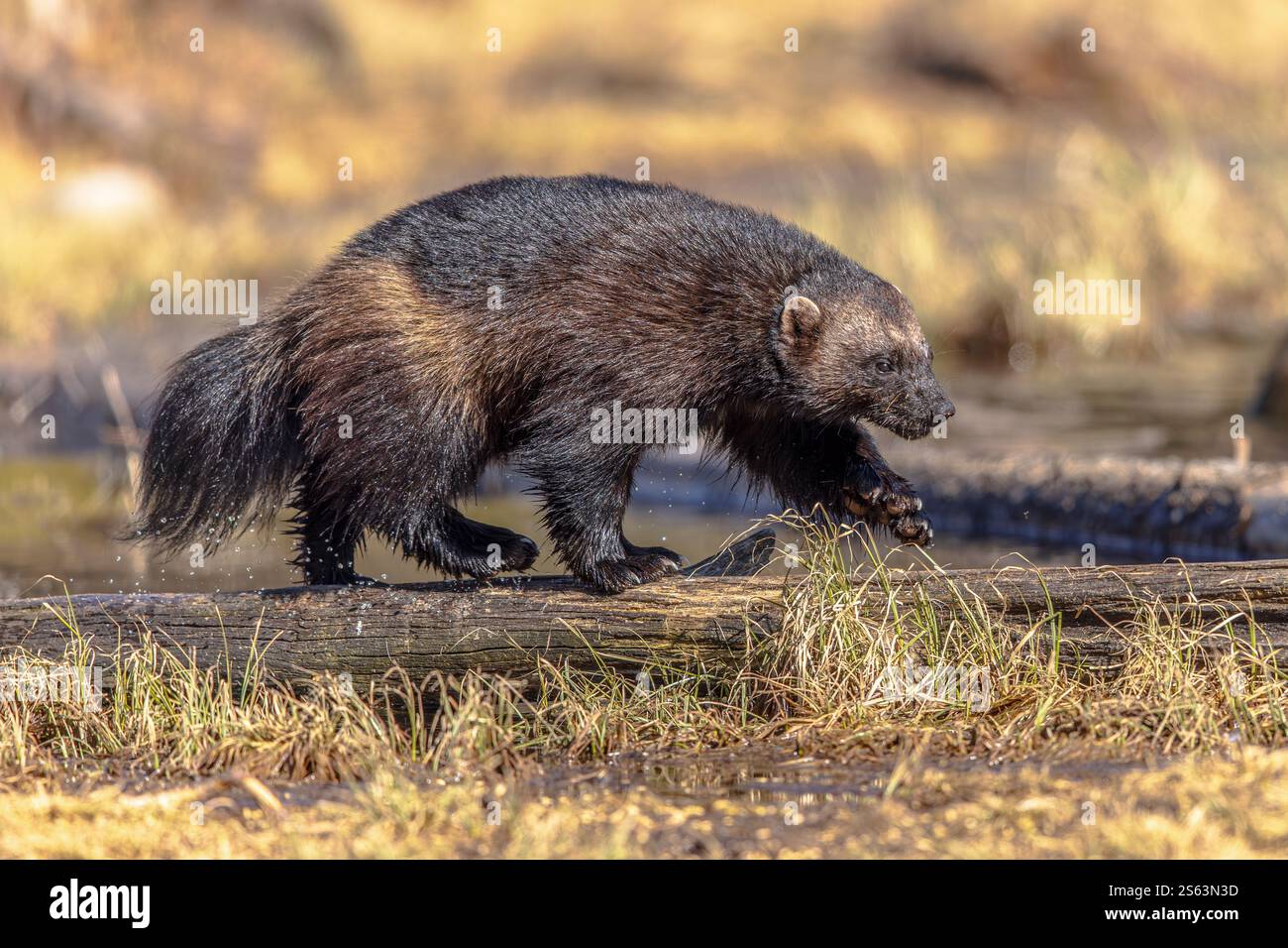 Wolverine glutton carcajou gulo gulo hi-res stock photography and ...