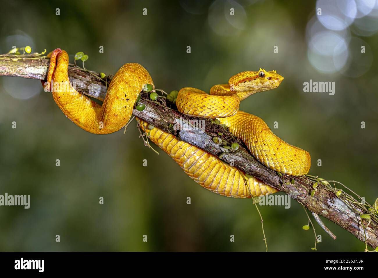 Yellow eyelash viper (Bothriechis schlegelii), is a species of venomous ...