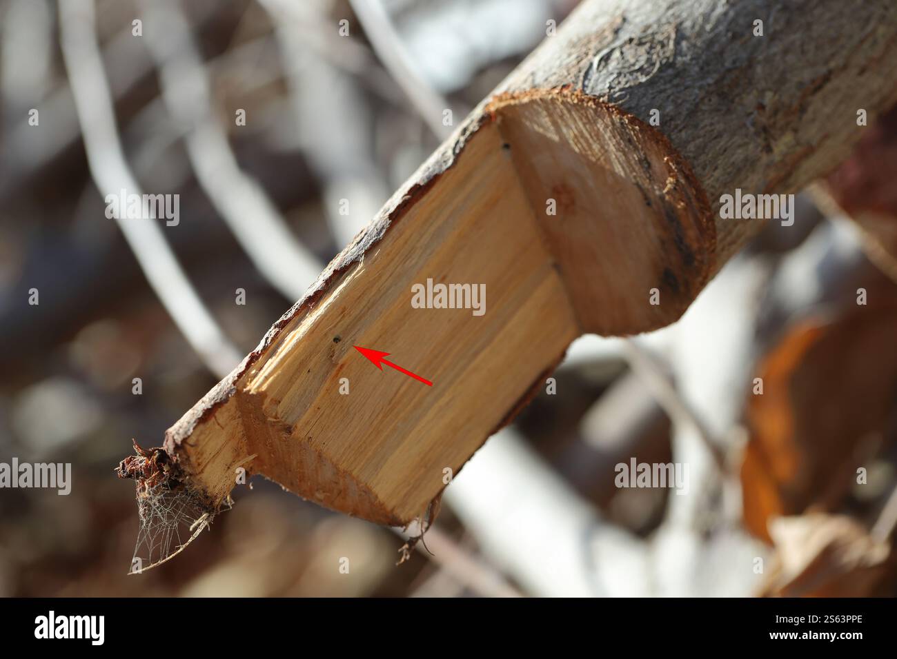 Place of bite into the wood Micrapate scabrata. Beetle from the family ...