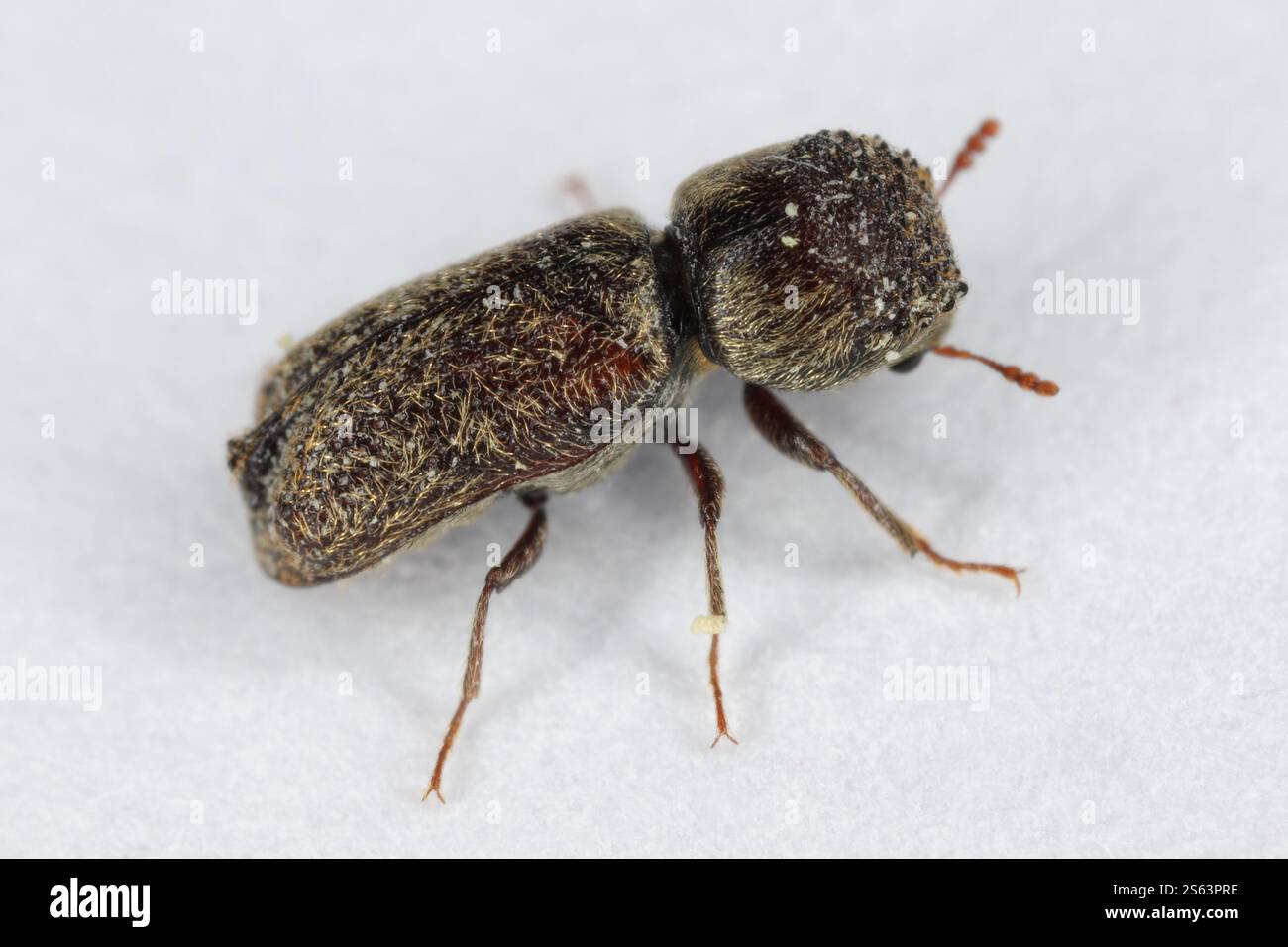 Micrapate scabrata a small beetle from the family auger beetles, false ...