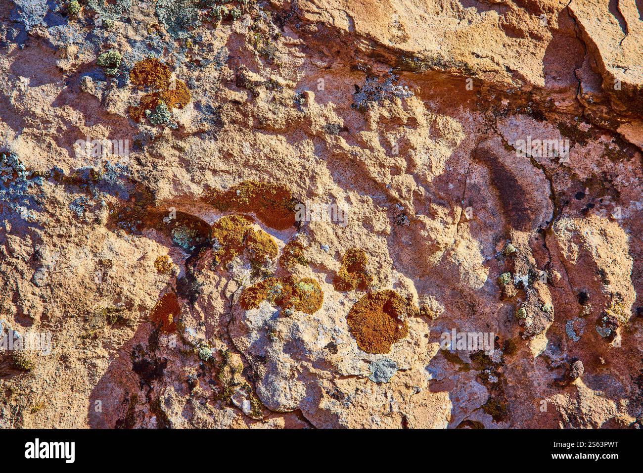 Rugged Desert Rock Texture with Lichen Detail in Golden Hour Light ...
