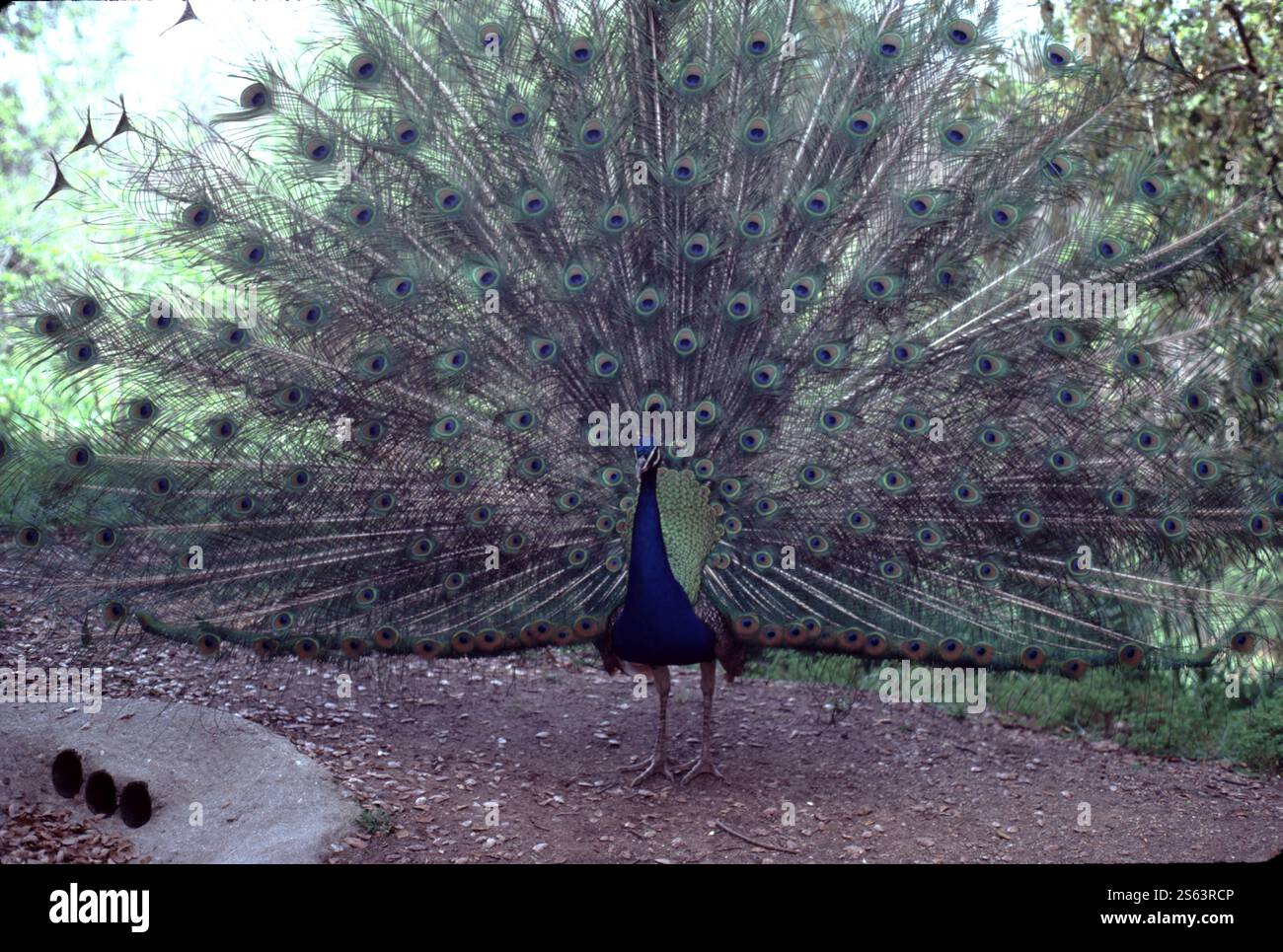 Arcadia, CA. 1981. Los Angeles County Arboretum and Botanic Garden ...