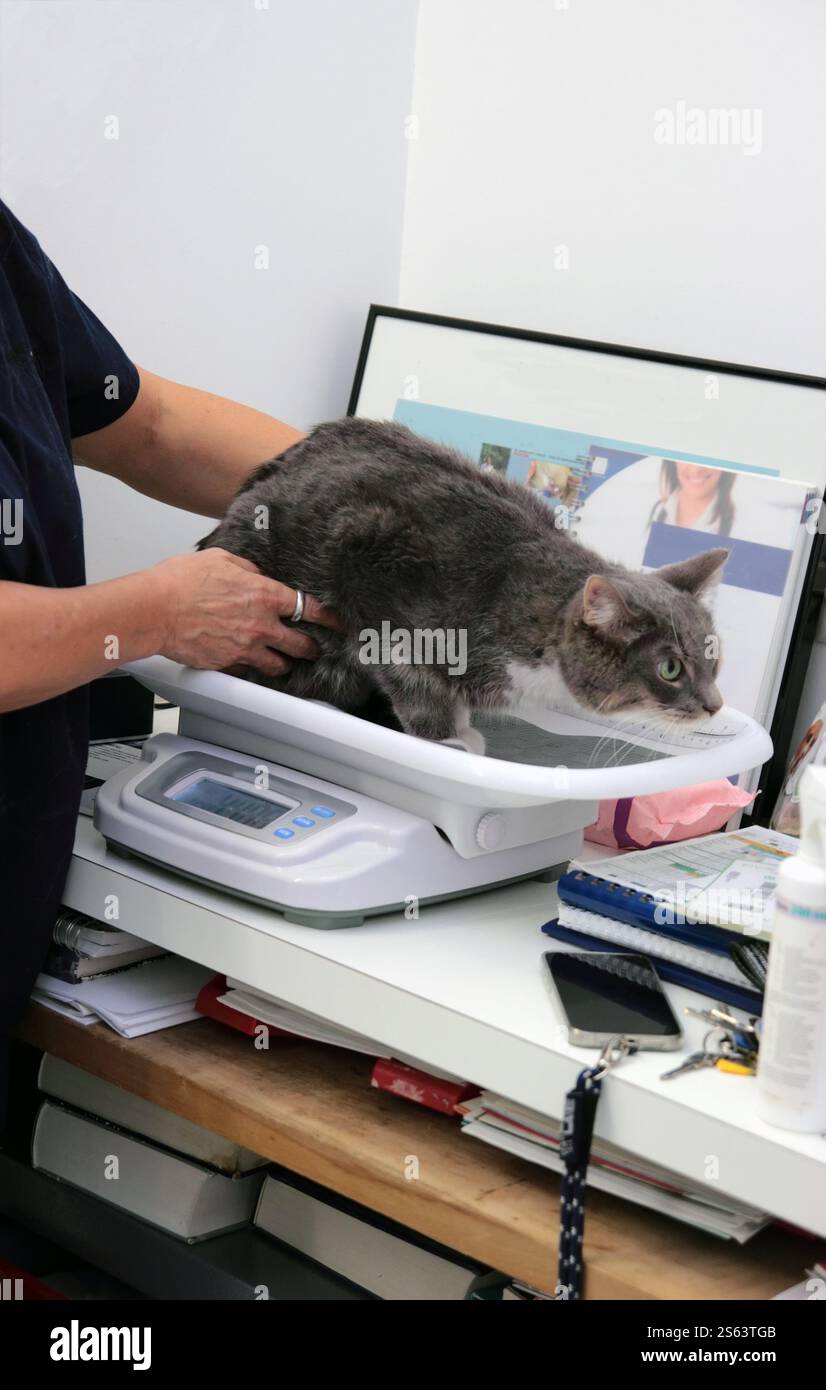 Measuring the weight of a domestic cat on a scale, veterinary clinic ...