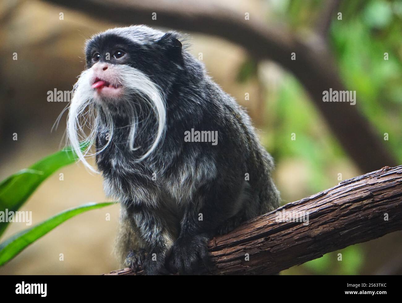 Sitting on a jungle tree branch in the Amazon rain forest in South ...