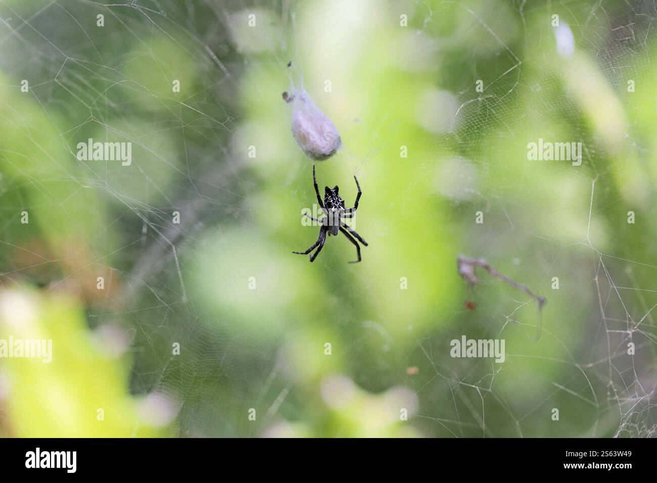 Tropical tent web spider, Cyrtophora citricola, on cactus plant on Gran ...