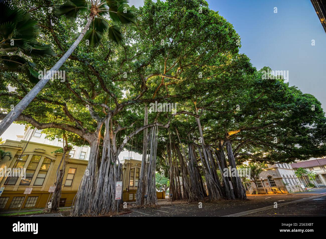 The historic Banyan tree in Honolulu Stock Photo - Alamy