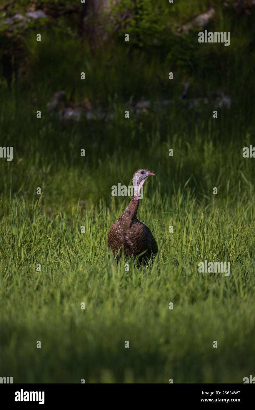 Hen wild turkey on a May evening in northern Wisconsin Stock Photo - Alamy