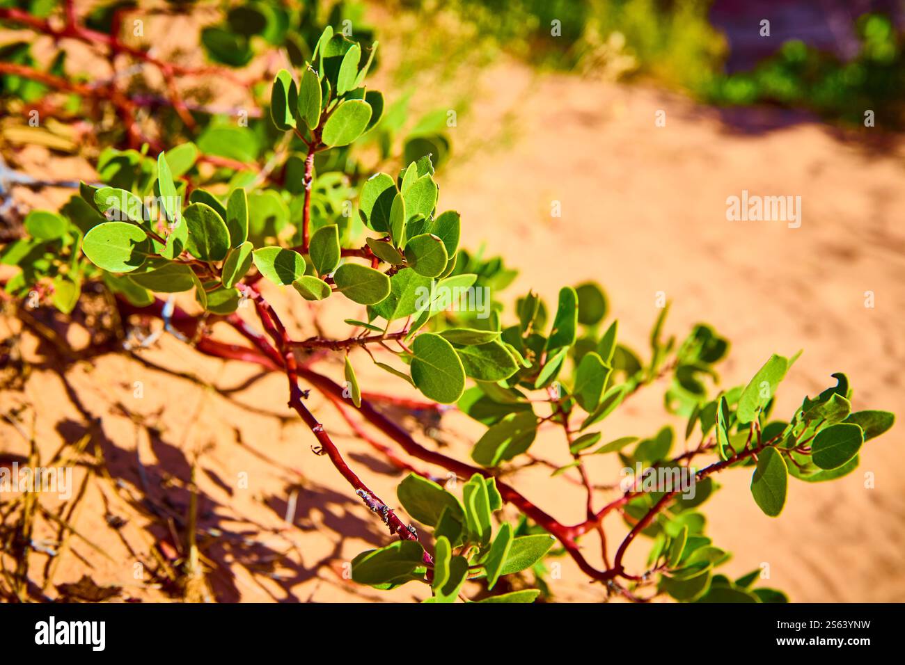 Desert Resilience Greenery in Zion National Park Eye-Level View Stock ...