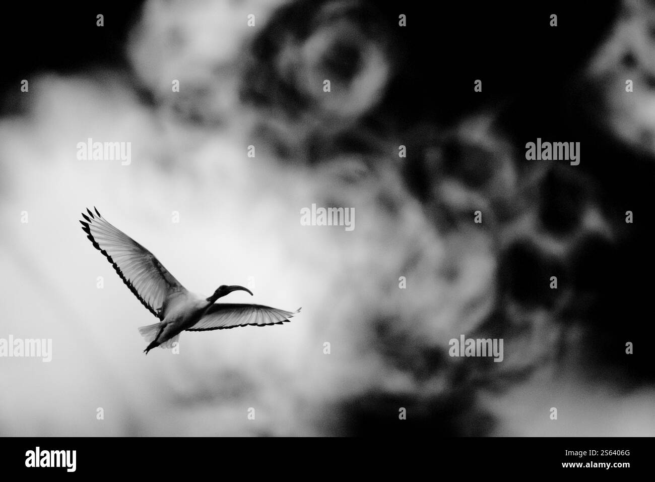The flying clouds Black and White Stock Photos & Images - Alamy