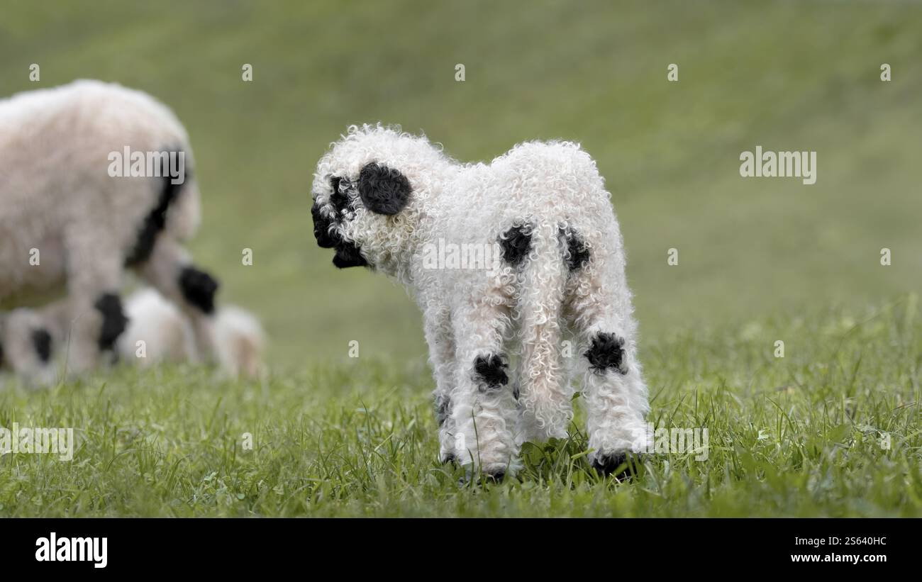 A Valais Blacknose lamb grazing on a meadow,soft green grass, 16:9 ...