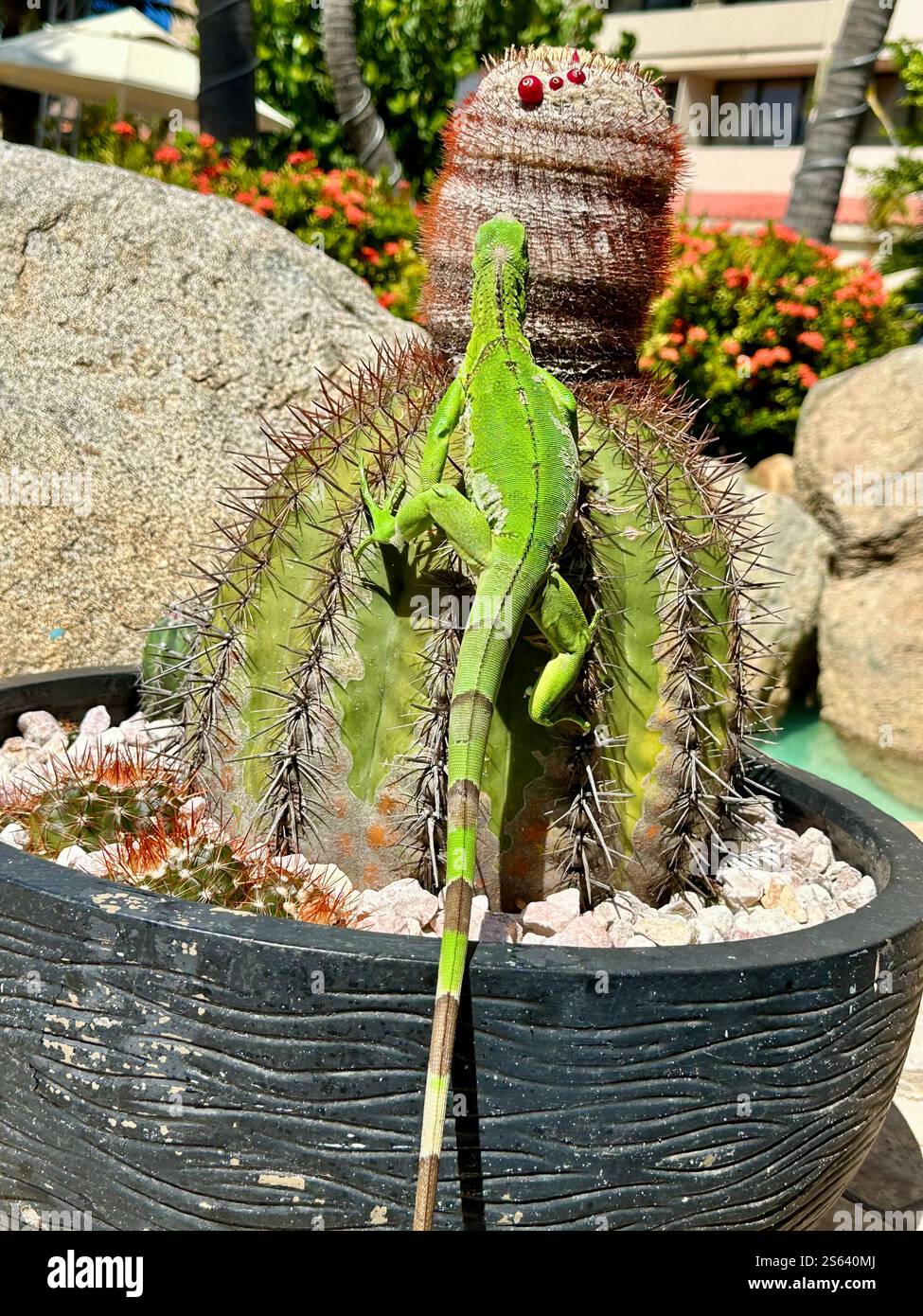 Animals eating cactus hi-res stock photography and images - Alamy