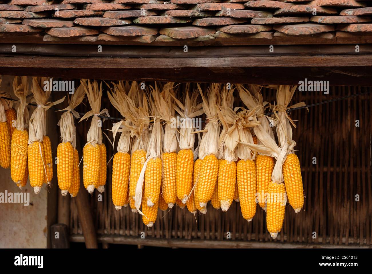 Corn drying in a north Vietnamese village Stock Photo - Alamy
