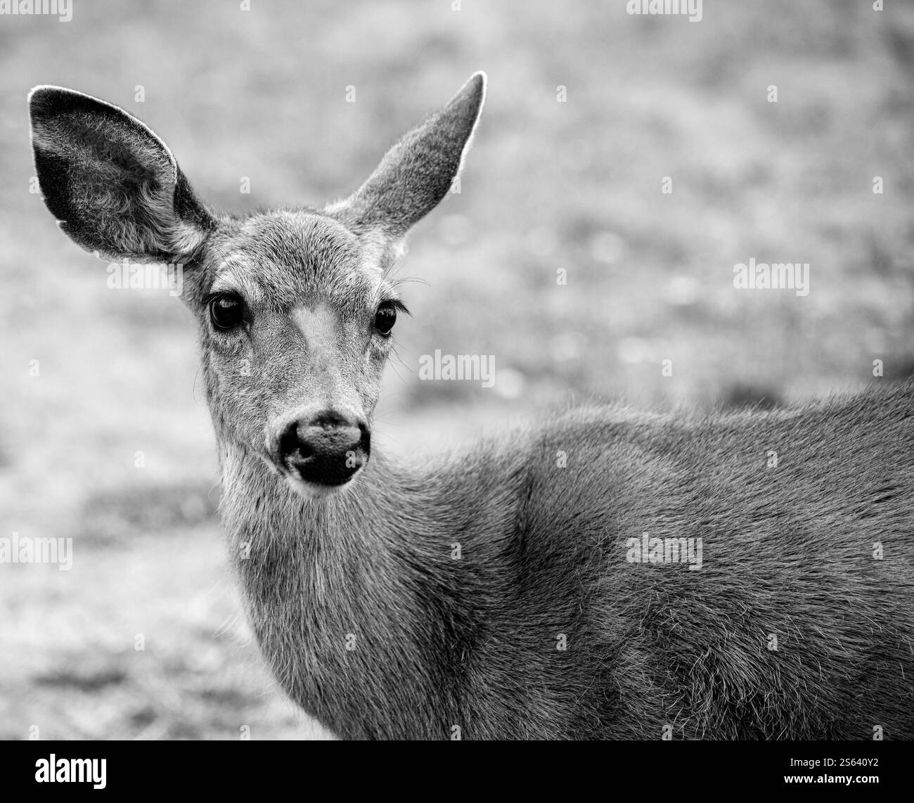 Female deer in grassy field Stock Photo - Alamy