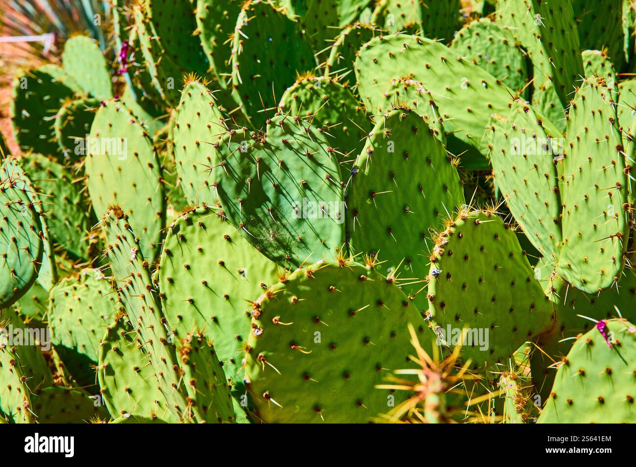 Resilience in arid climates hi-res stock photography and images - Alamy