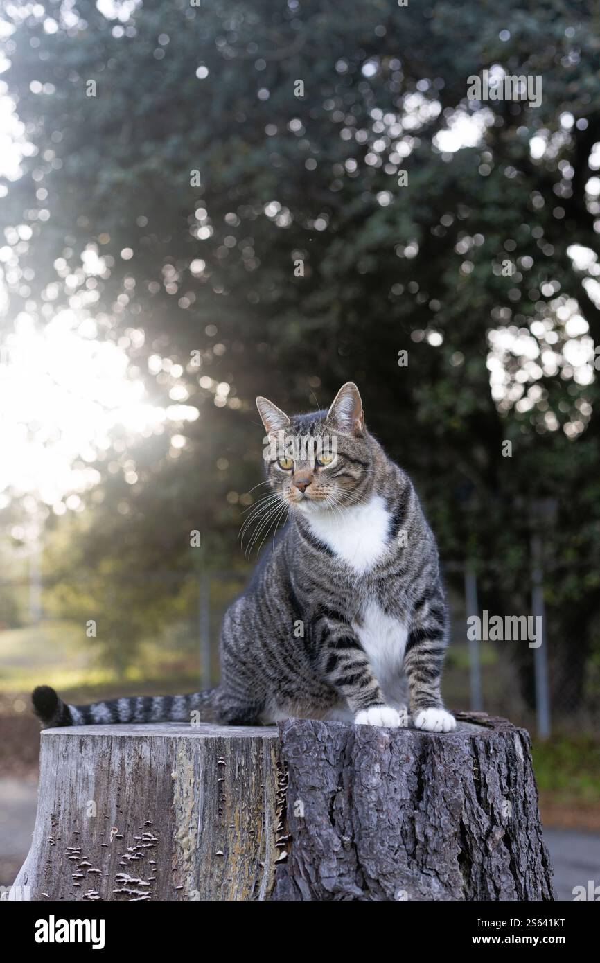 A beautiful and healthy grey and white tabby cat sitting on a stump in ...
