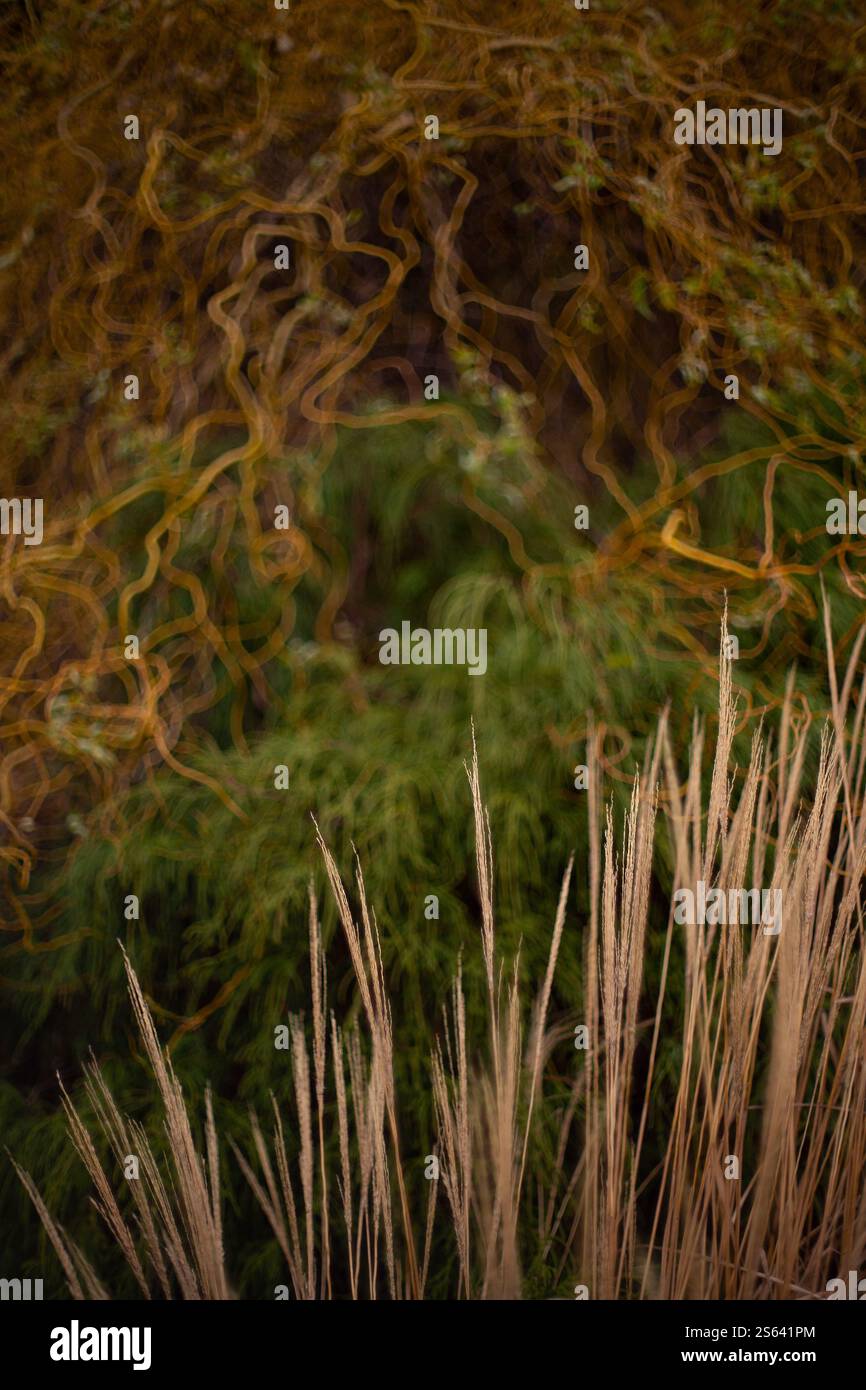 Ornamental grass next to a conifer bush and curly willow tree in winter ...