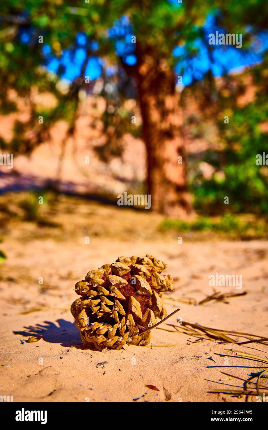 Pine Cone on Sandy Forest Floor During Golden Hour Low Perspective ...