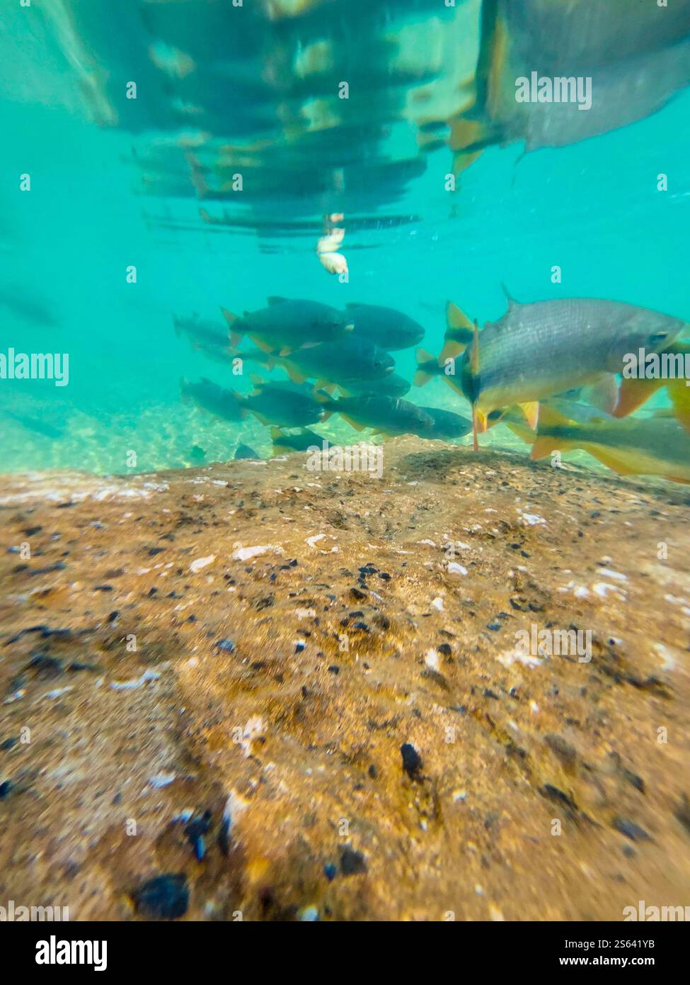 Goldfish in the Silver River in Bonito MS. Fish. Fish that I ...