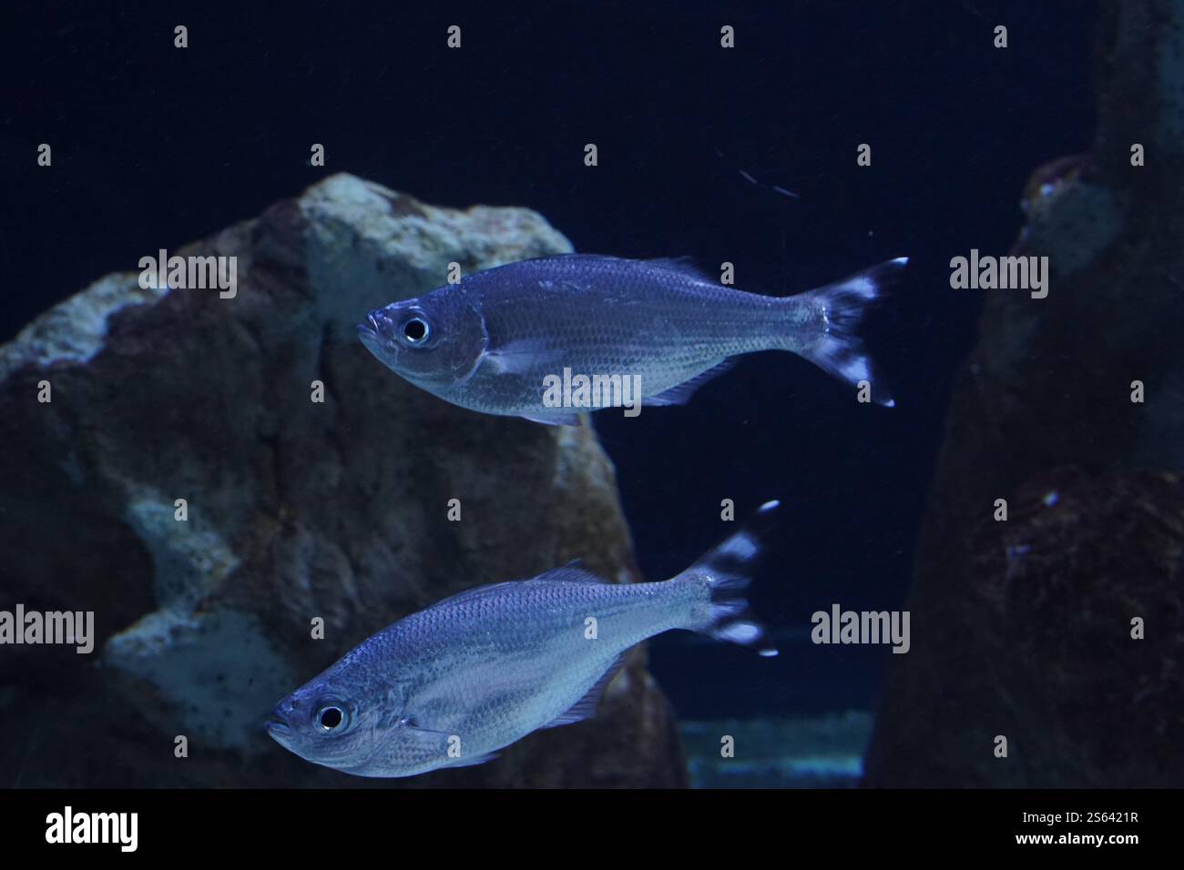 Acvariu hi-res stock photography and images - Alamy