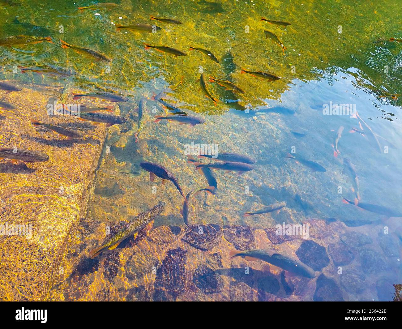 Goldfish in the Silver River in Bonito MS. Fish. Fish that I ...