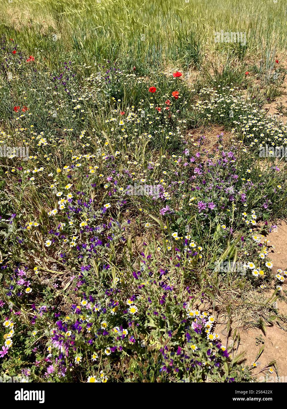 Beautiful Wild Flowers, Roadside Verge, Camino Frances, Camino de ...