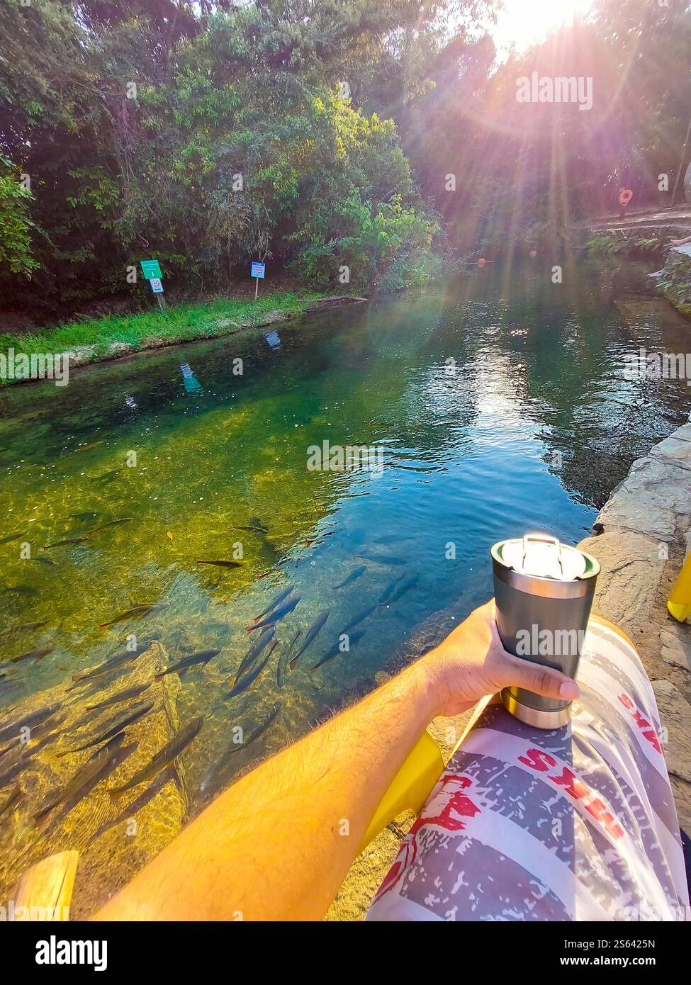 Goldfish in the Silver River in Bonito MS. Fish. Fish that I ...