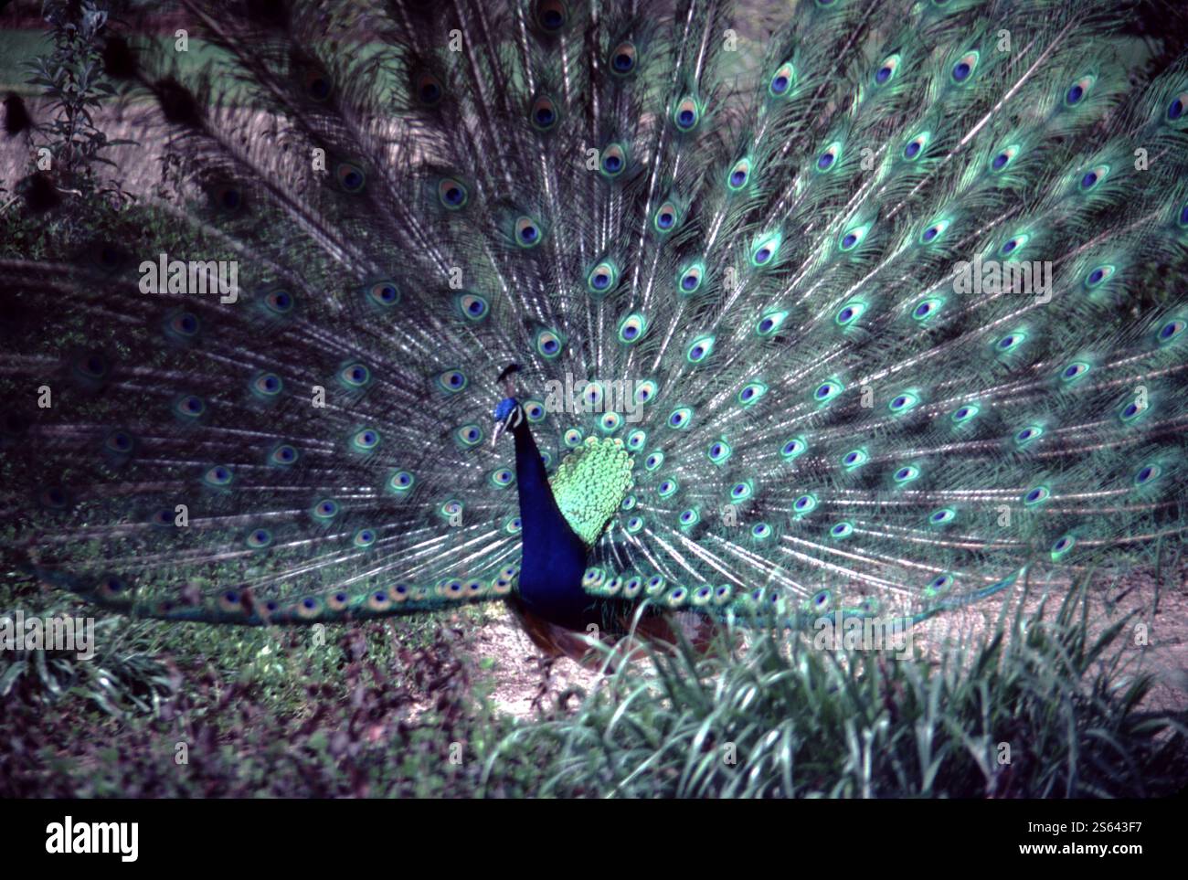 Arcadia, CA. 1981. Los Angeles County Arboretum and Botanic Garden ...
